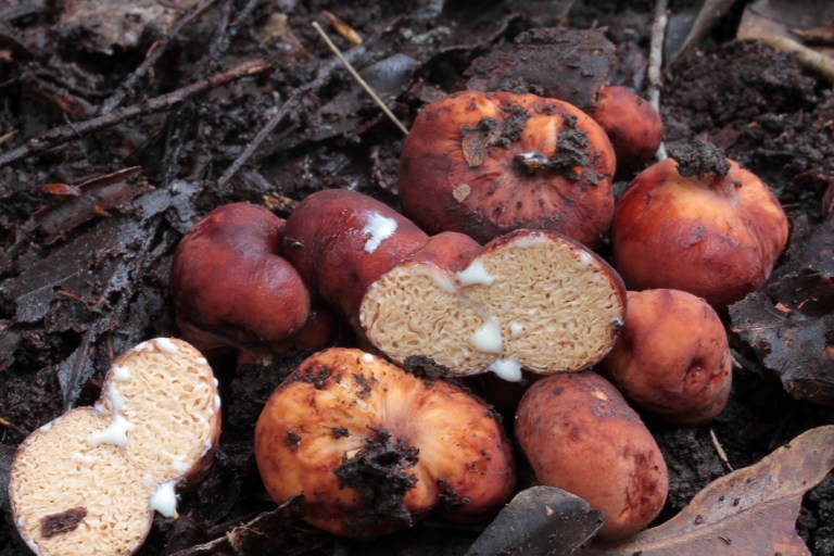 What are Macrofungi? | Notes from Nature