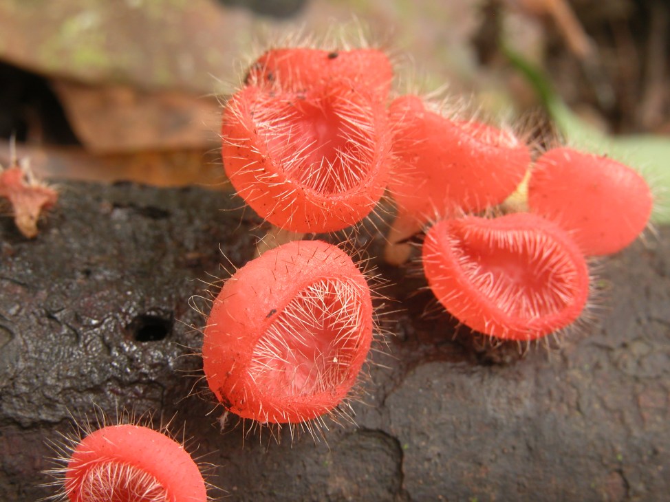 What are Macrofungi? | Notes from Nature