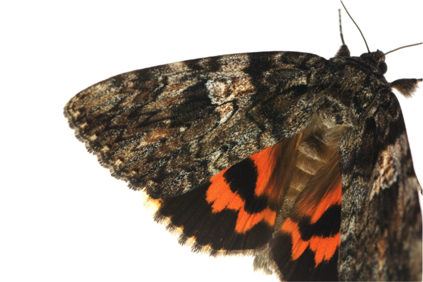 Spectacular Underwing Moths on Notes from Nature | Notes from Nature