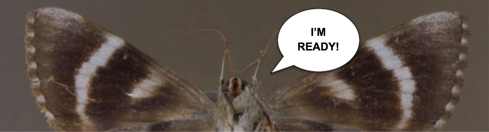 Spectacular Underwing Moths III | Notes from Nature