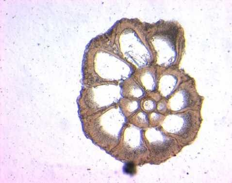 Miniature Fossils Magnified | Notes from Nature