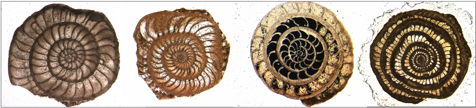 Fossils | Notes from Nature