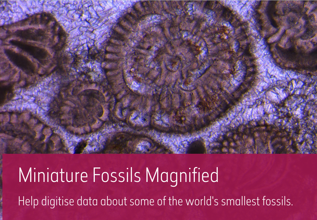 Fossils | Notes from Nature