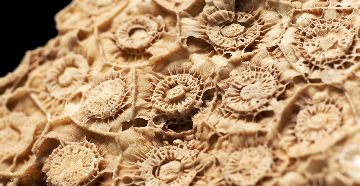 A brief summer break for the microscopic Foraminifera | Notes from Nature