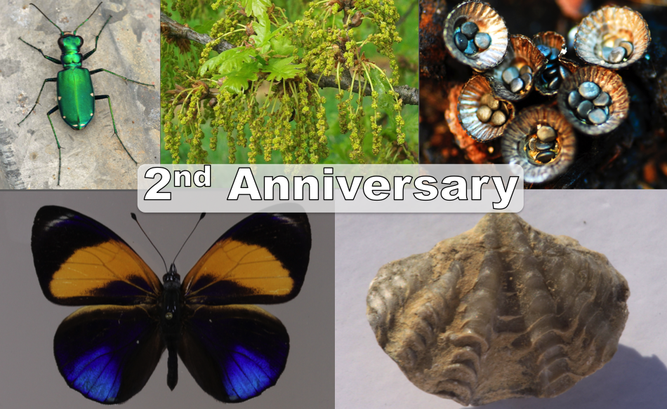 Happy 2nd Anniversary! | Notes from Nature