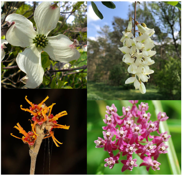 Phenology at scale | Notes from Nature