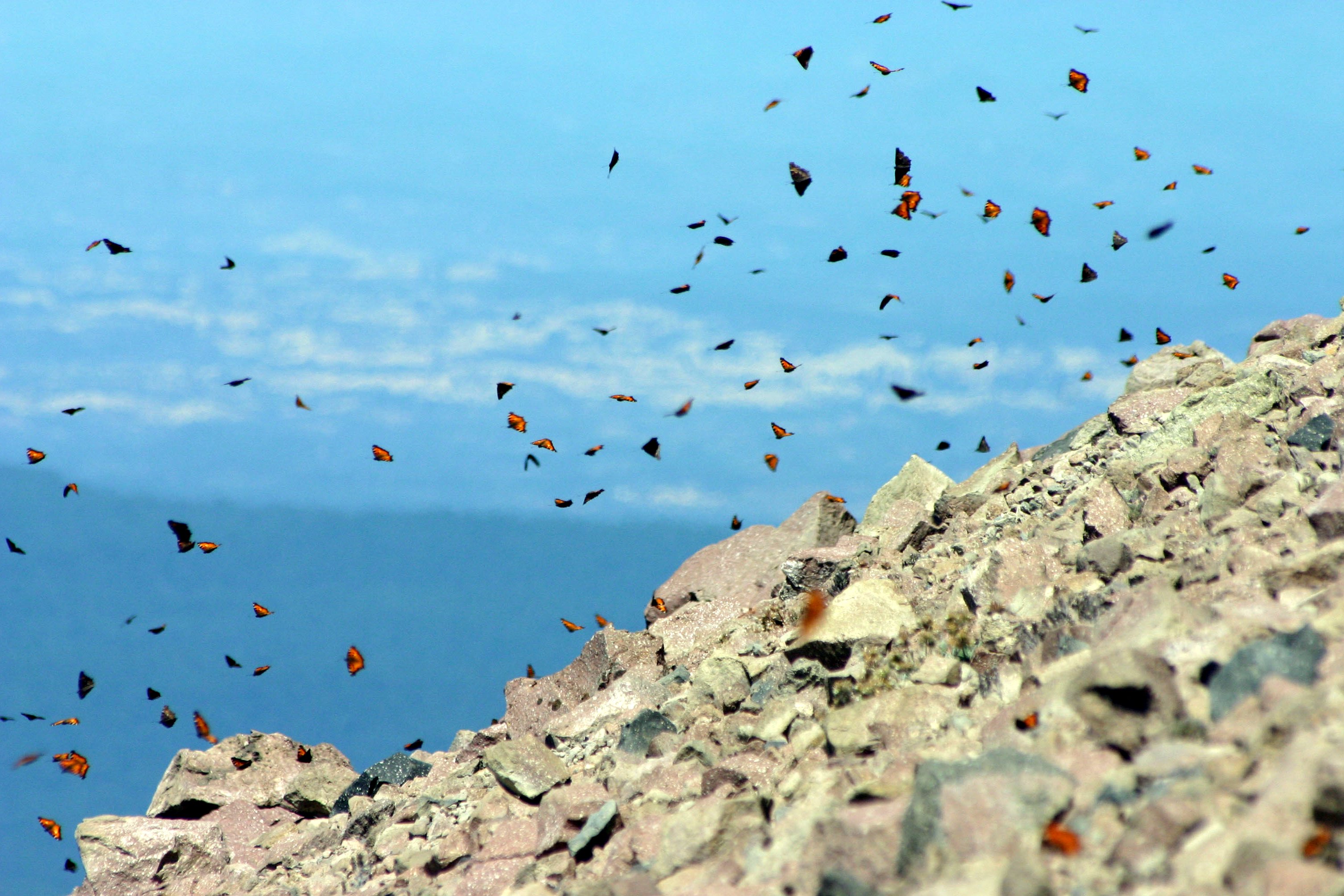 California Tortoiseshell Butterfly Migration