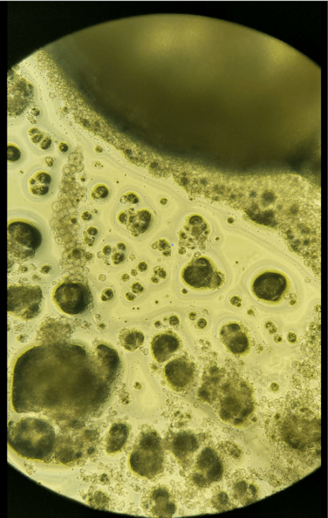 Notes from Nature | A Zooniverse Project Blog