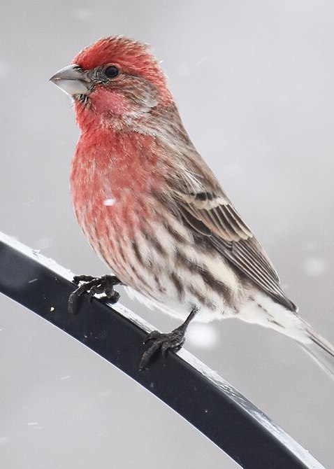 Notes from Nature | A Zooniverse Project Blog